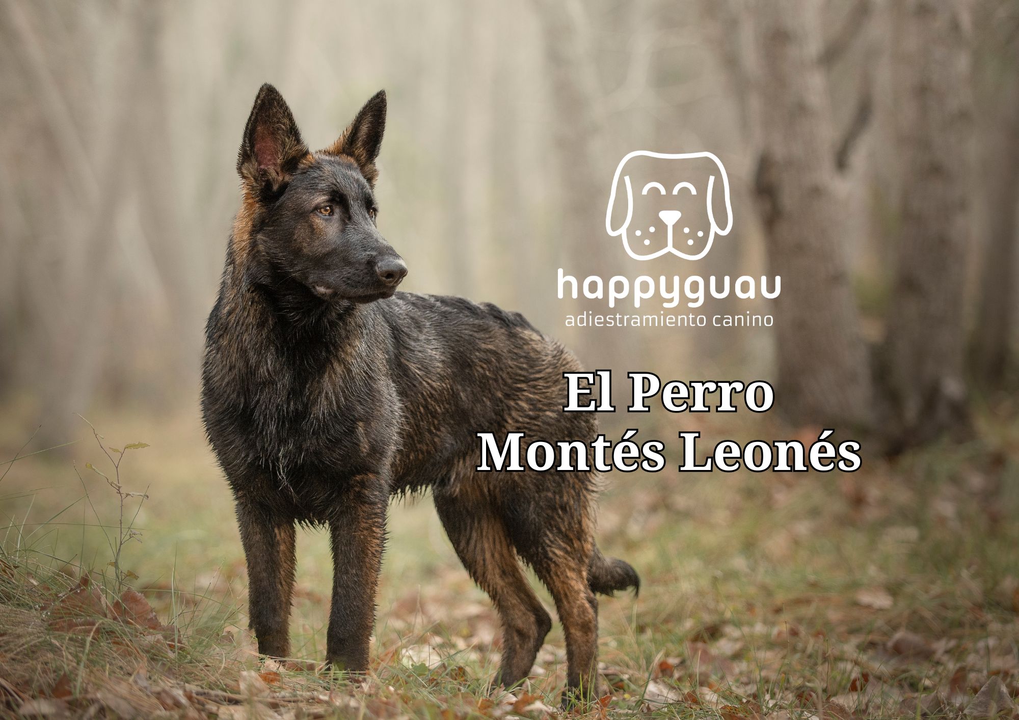 El Perro Montés Leonés